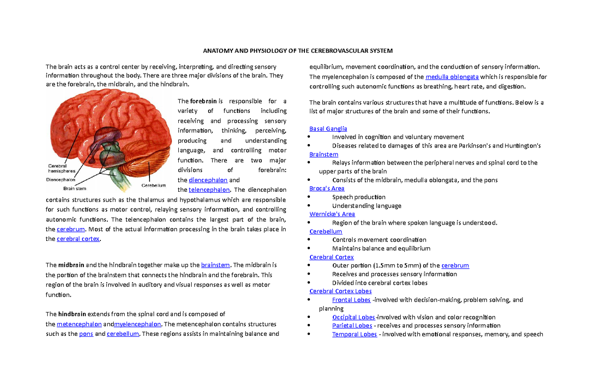 82280989 Anatomy and Physiology of the Cerebrovascular System - ANATOMY ...