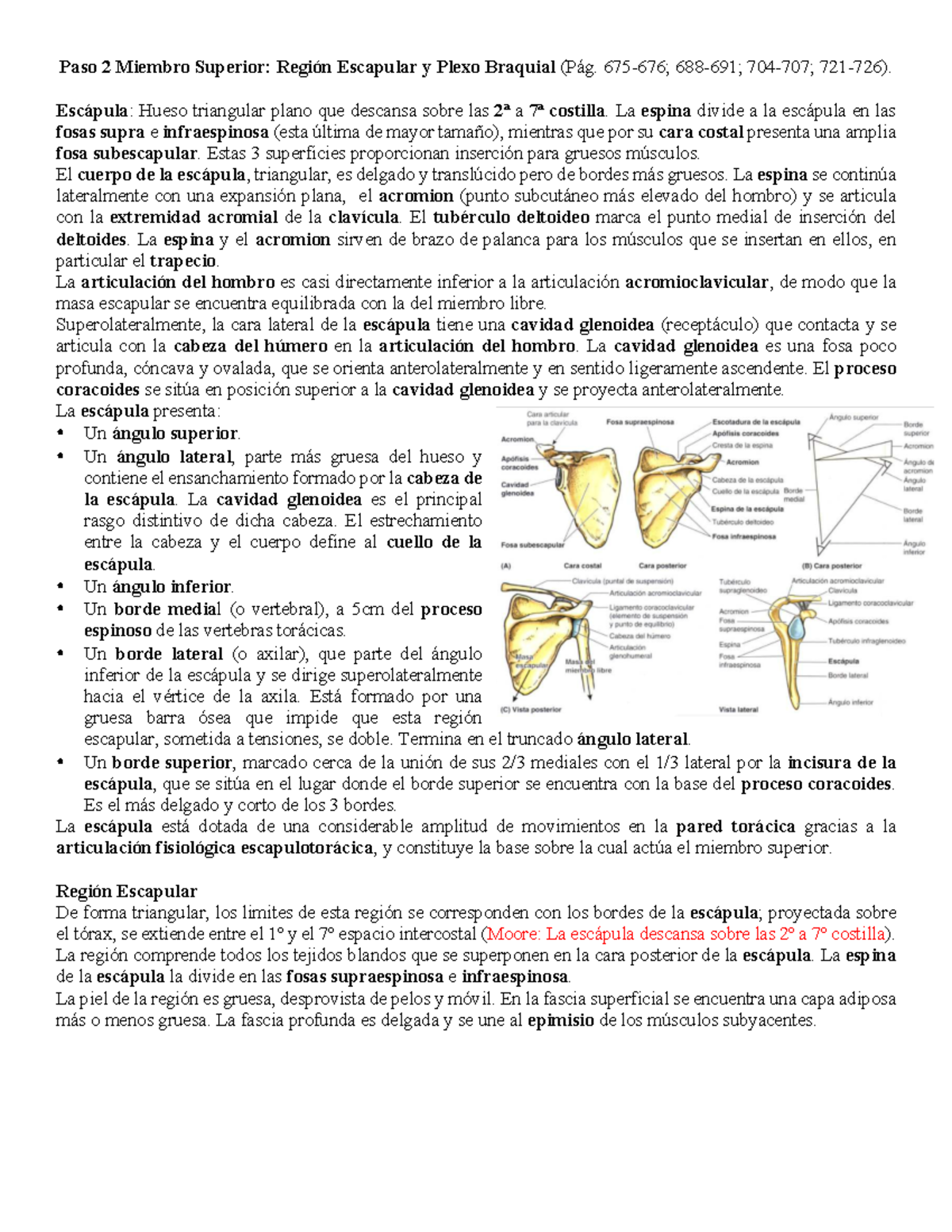 Región escapular y plexo braquial - Paso 2 Miembro Superior: Escapular ...