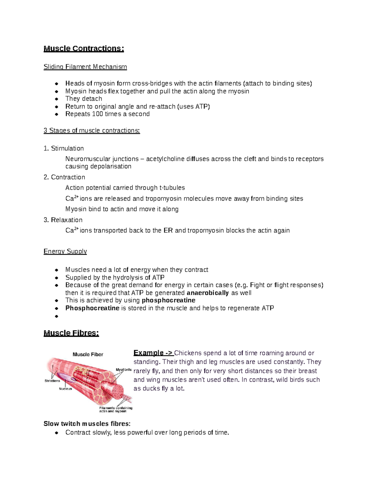 Muscle Contractions and muscle fibres - Google Docs - Muscle ...