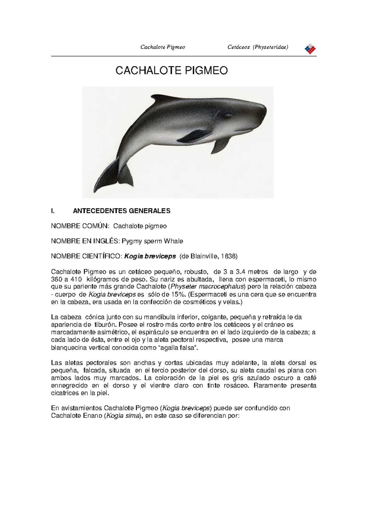 Cachalote pigmeo - INFORMACIÓN GENERAL DE LA ESPECIE - CACHALOTE PIGMEO ...