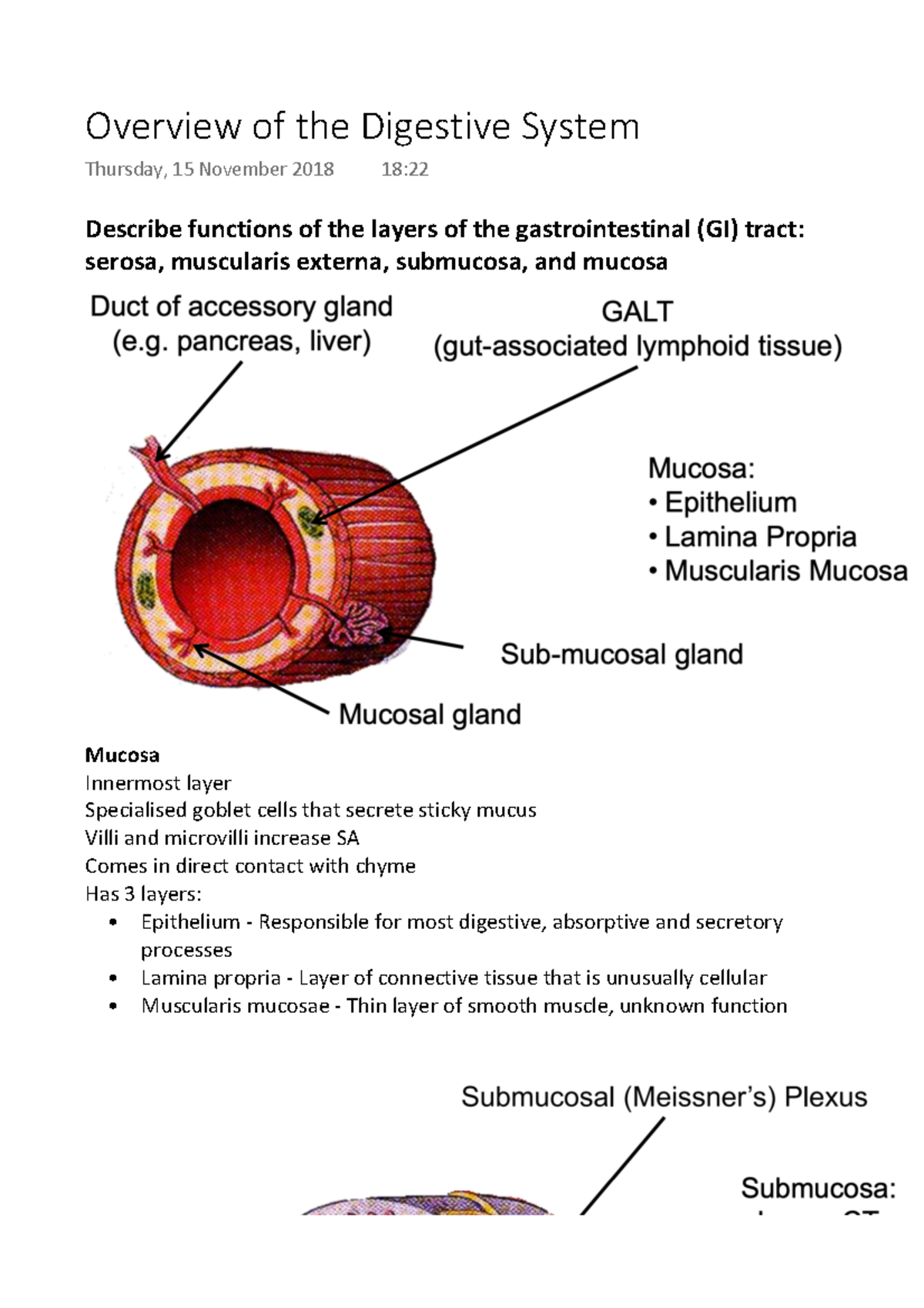 Overview of the Digestive System - Describe functions of the layers of ...