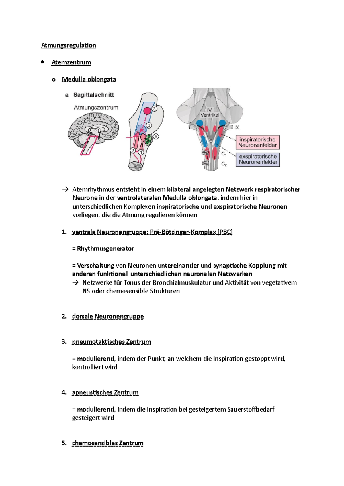 Atmungsregulation - Physiologie im Themenblock 7 Atmung, Homöostase und ...