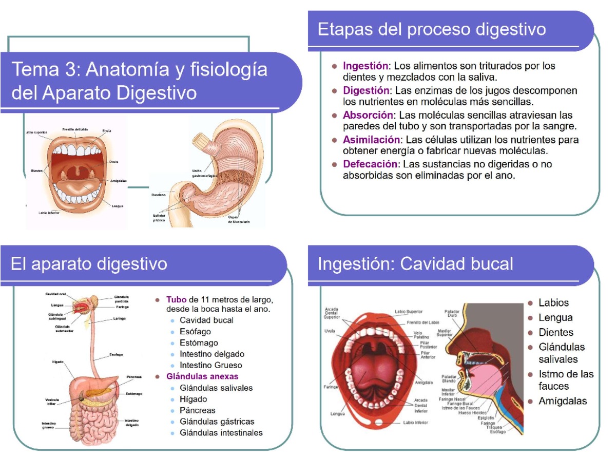 Digestivo - Etapas del proceso digestivo Tema 3: Anatomía y fisiología Ingestión: Los alimentos ...