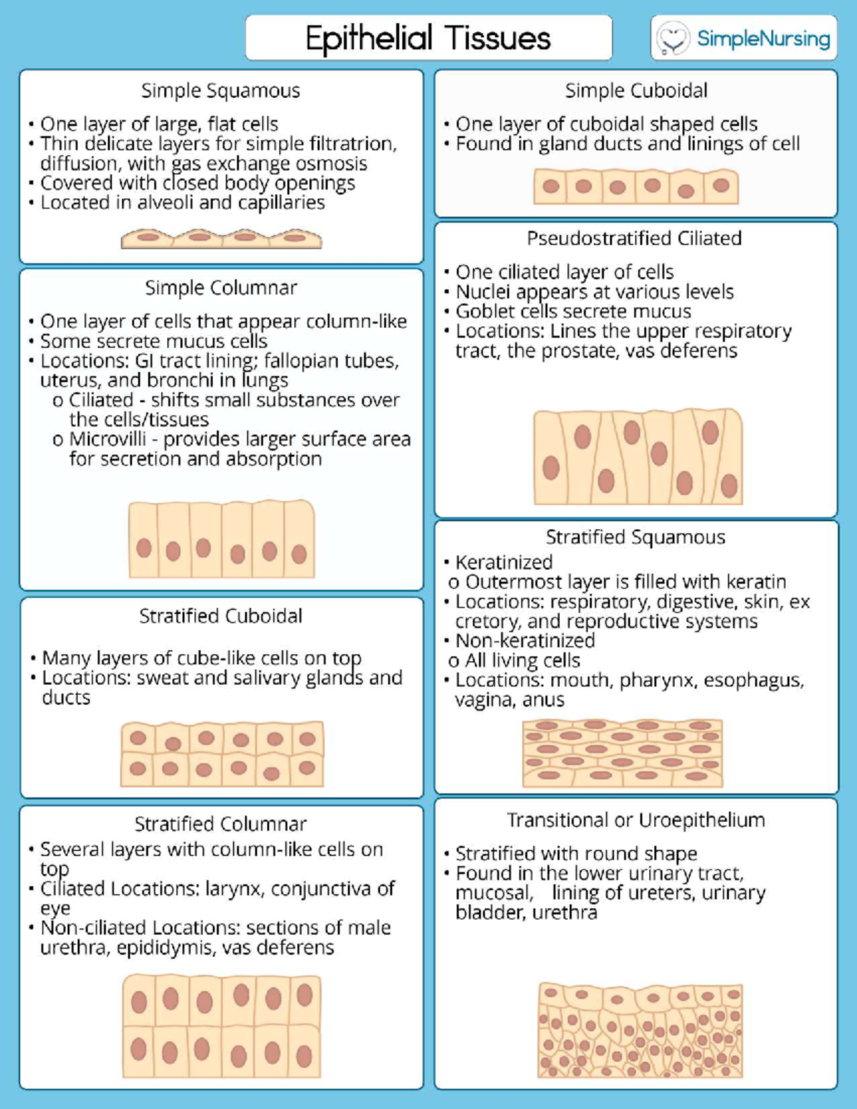 1. Epithelial tissues - notes - NUR 3125 - Studocu