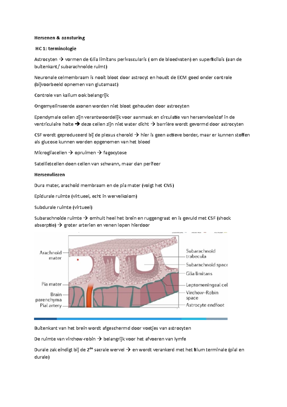 Hersenen - carotus interna en 2 vertebrale arteriën Carotis siphon ...