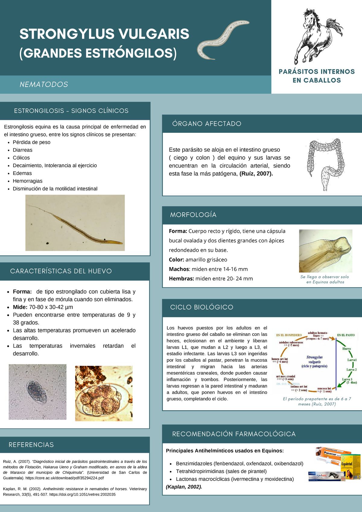 Strongylus Vulgaris - STRONGYLUS VULGARIS (GRANDES ESTRÓNGILOS ...