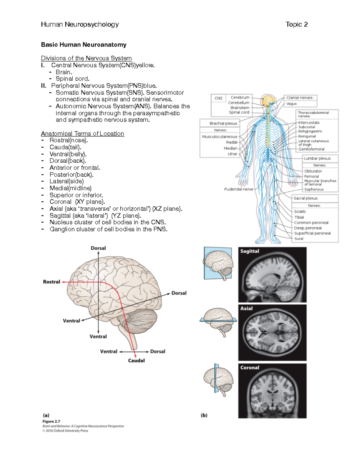 Basic Human Neuroanatomy - Basic Human Neuroanatomy Divisions of the ...