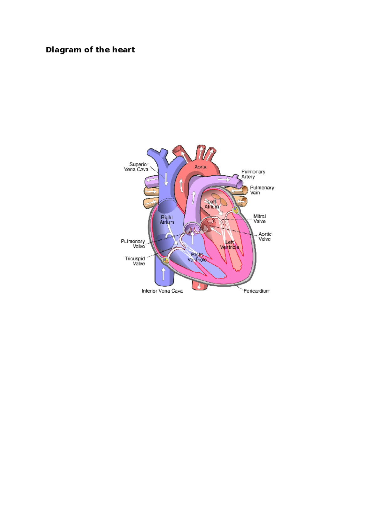 Heart diagram - Diagram of the heart Superior Aorta Vena Cava Pulmonary ...