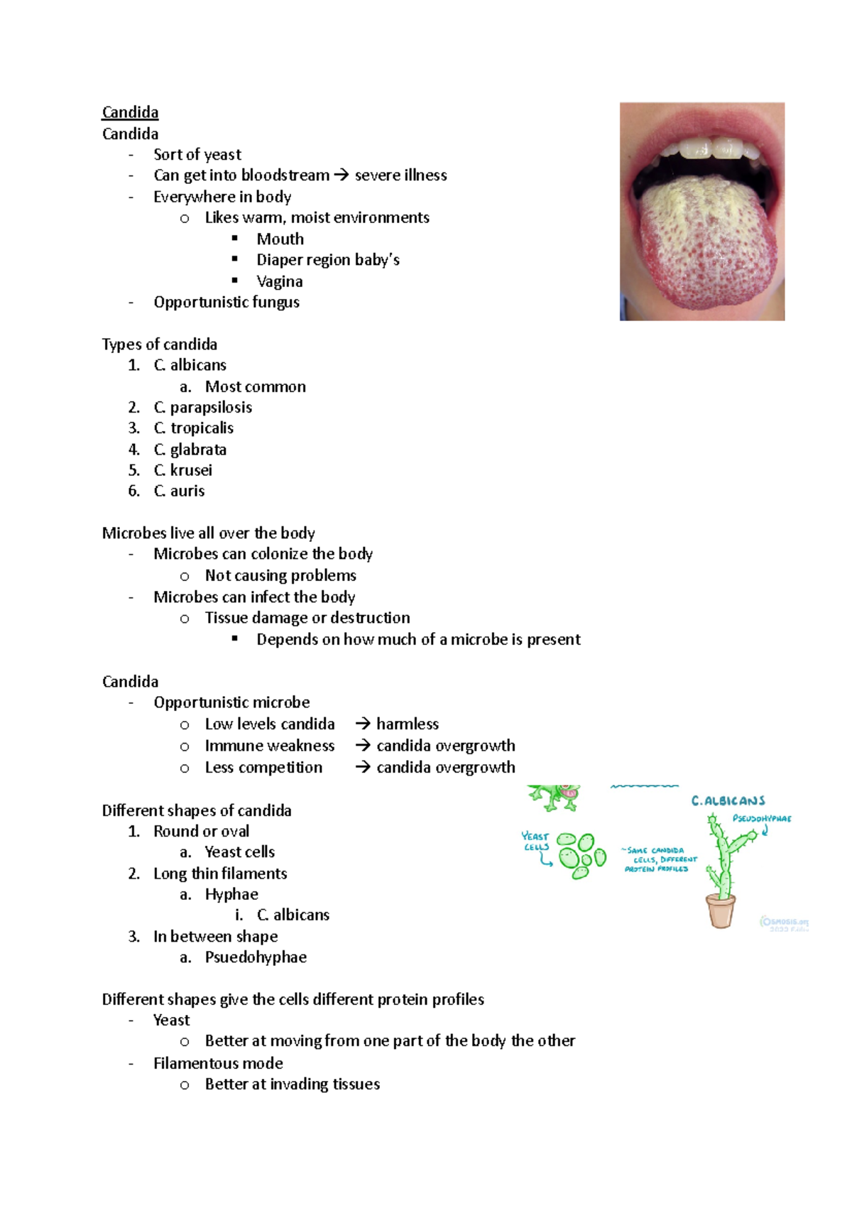 Osmosis thema 3 - Candida Candida - Sort of yeast - Can get into ...