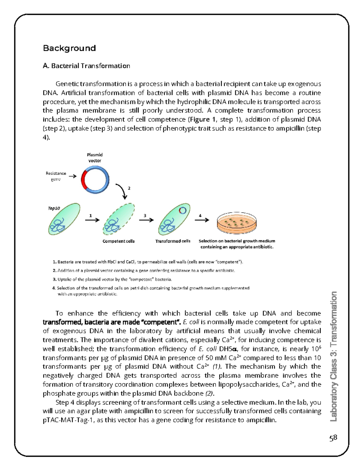 Lab3 Background - lecture notes - Background A. Bacterial ...