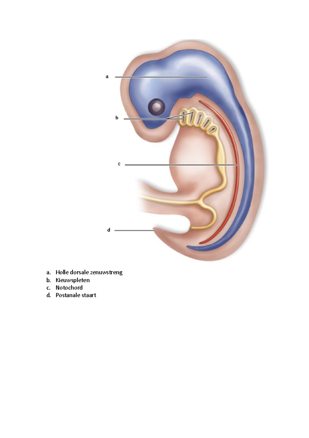 Plaatjes chordata - a. Holle dorsale zenuwstreng b. Kieuwspleten c ...