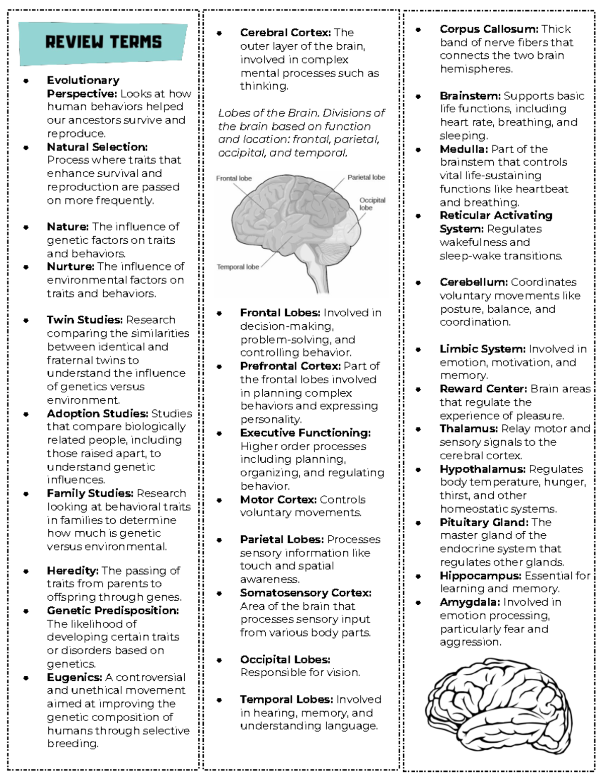 Study Guide Biological Bases of Behavior - Evolutionary Perspective ...