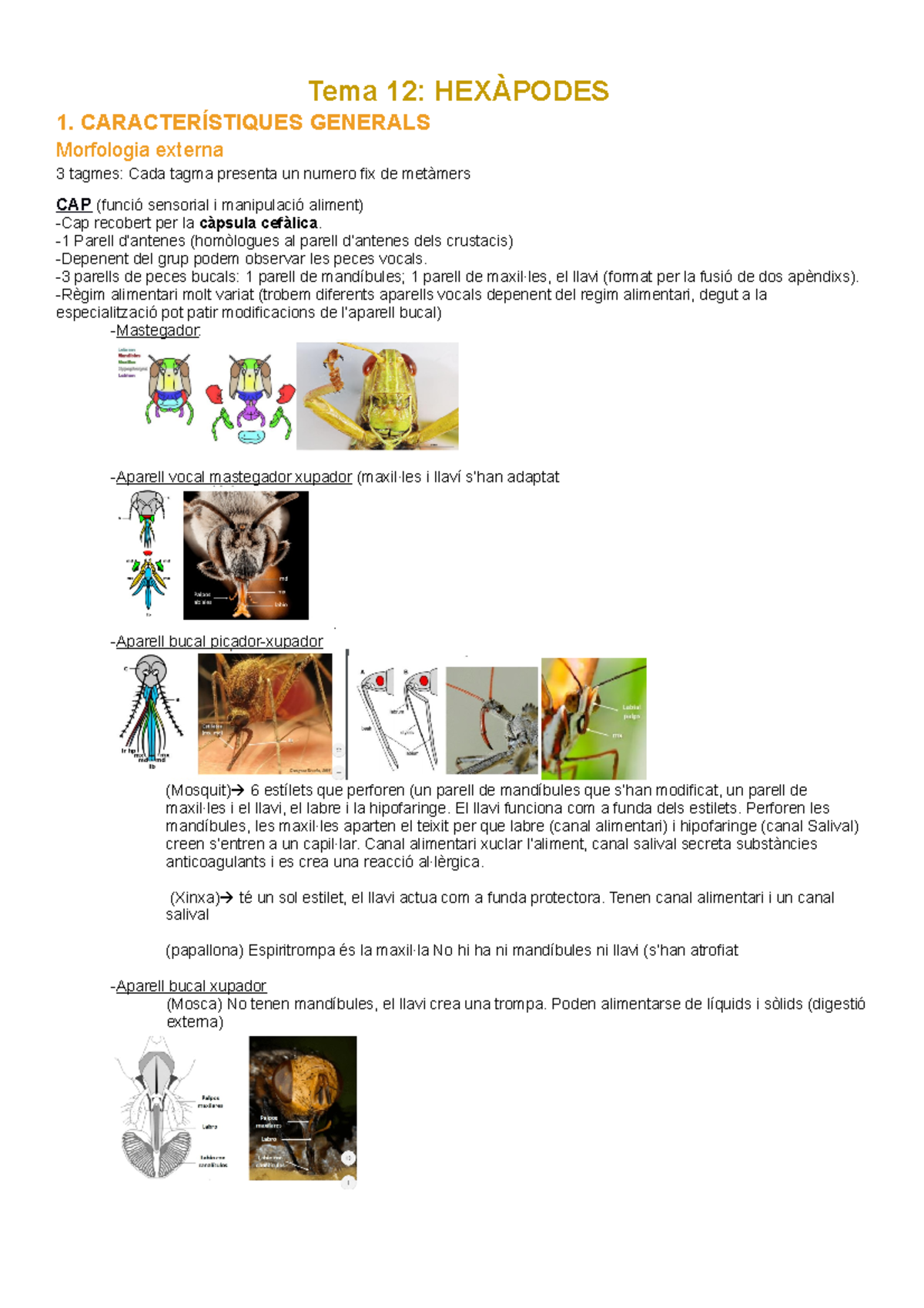 Tema 12 Hexàpodes - Apunts - Tema 12: HEXÀPODES 1. CARACTERÍSTIQUES ...