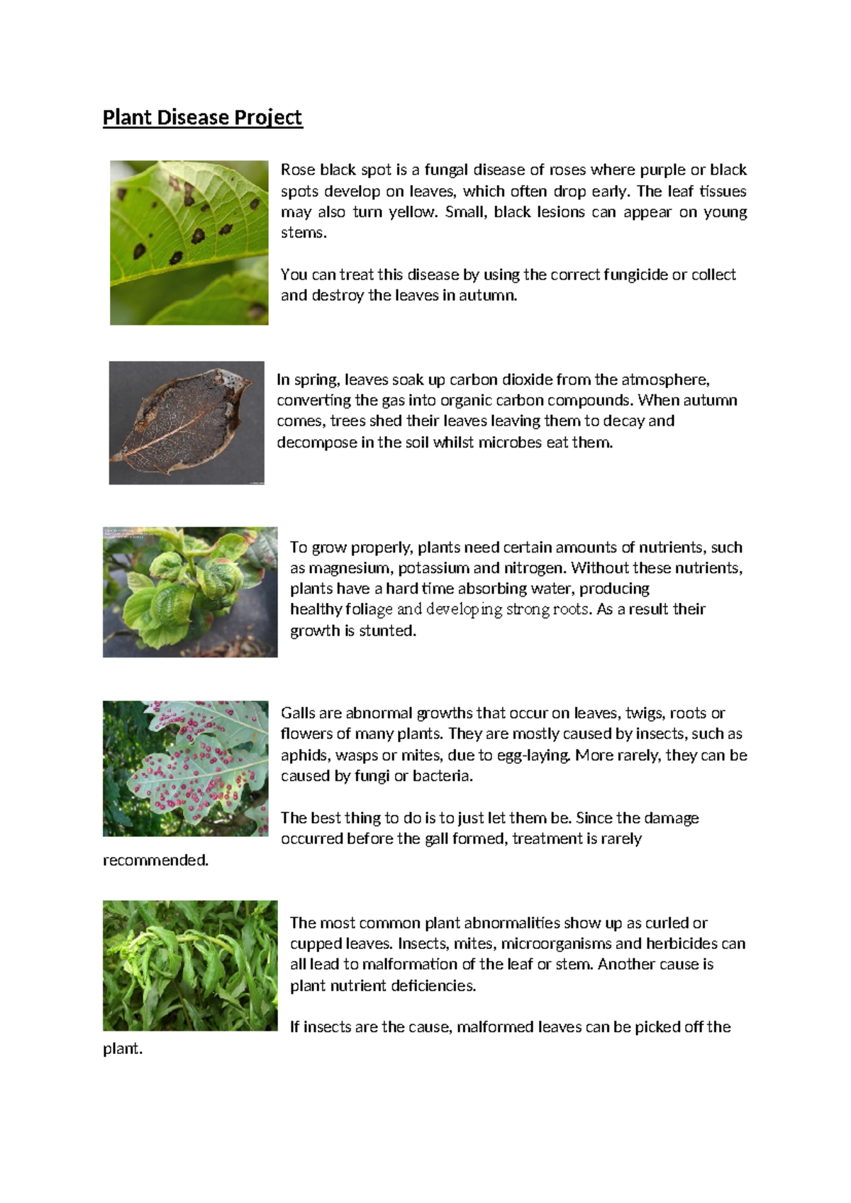 Plant Disease Project - biology - Plant Disease Project Rose black spot ...
