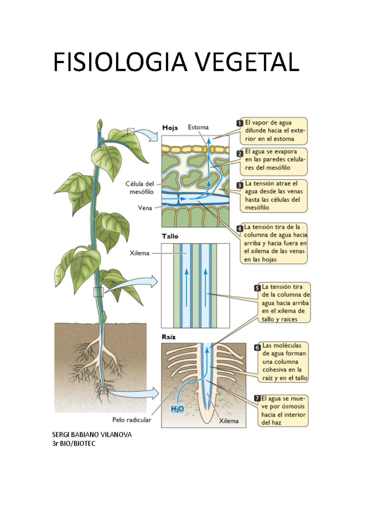 Fisiologia Vegetal 1 - FISIOLOGIA VEGETAL SERGI BABIANO VILANOVA 3r BIO ...