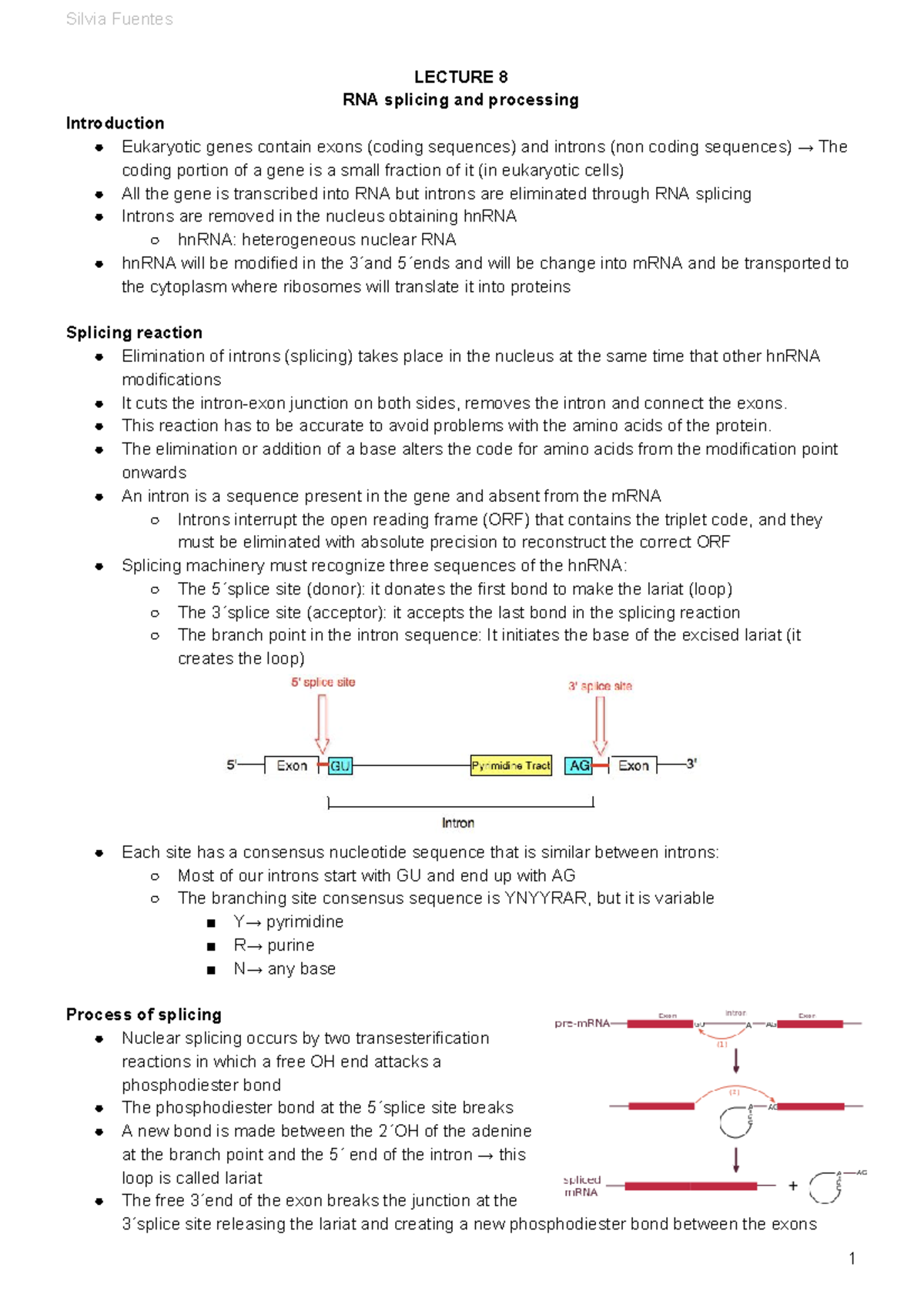 Lecture 8 Rna Splicing And Procesing Silvia Fuentes Lecture 8 Rna