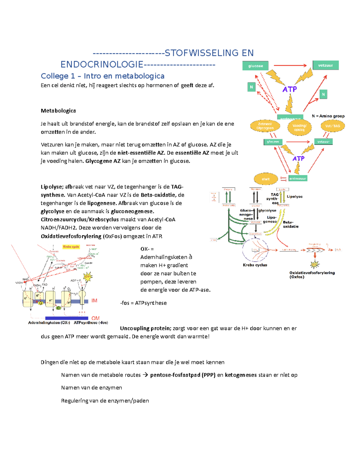 SE- Stofwisseling en Endocrinologie samenvatting HC's -STOFWISSELING EN ...