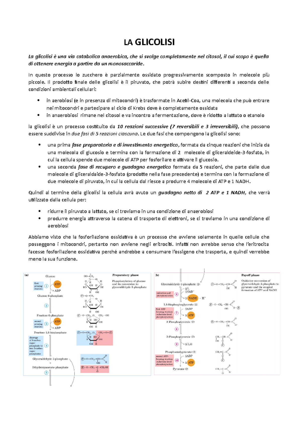 Biochimica 7 glicolisi gluconeogenesi e fermentazione - LA GLICOLISI La ...