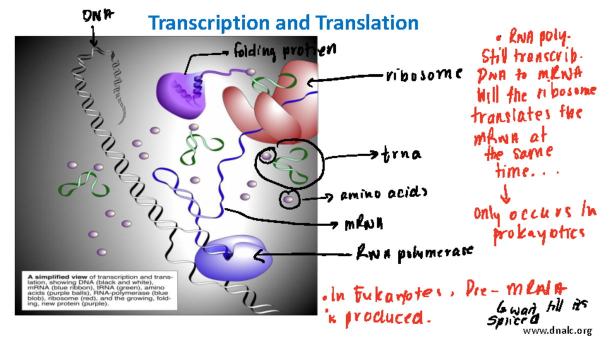 Cycle 7-transcription and translation - Transcription and Translation ...