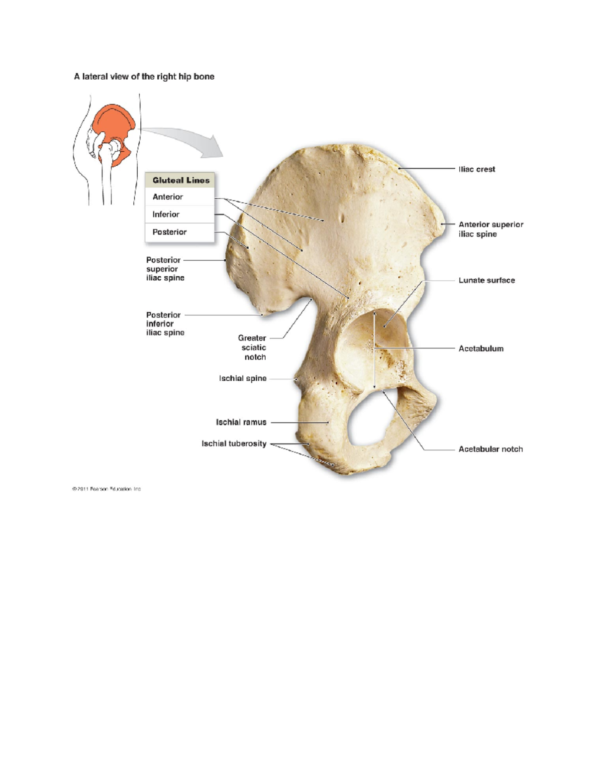 Digrams of body parts - diagram of lower extremities - BI 231 - Studocu