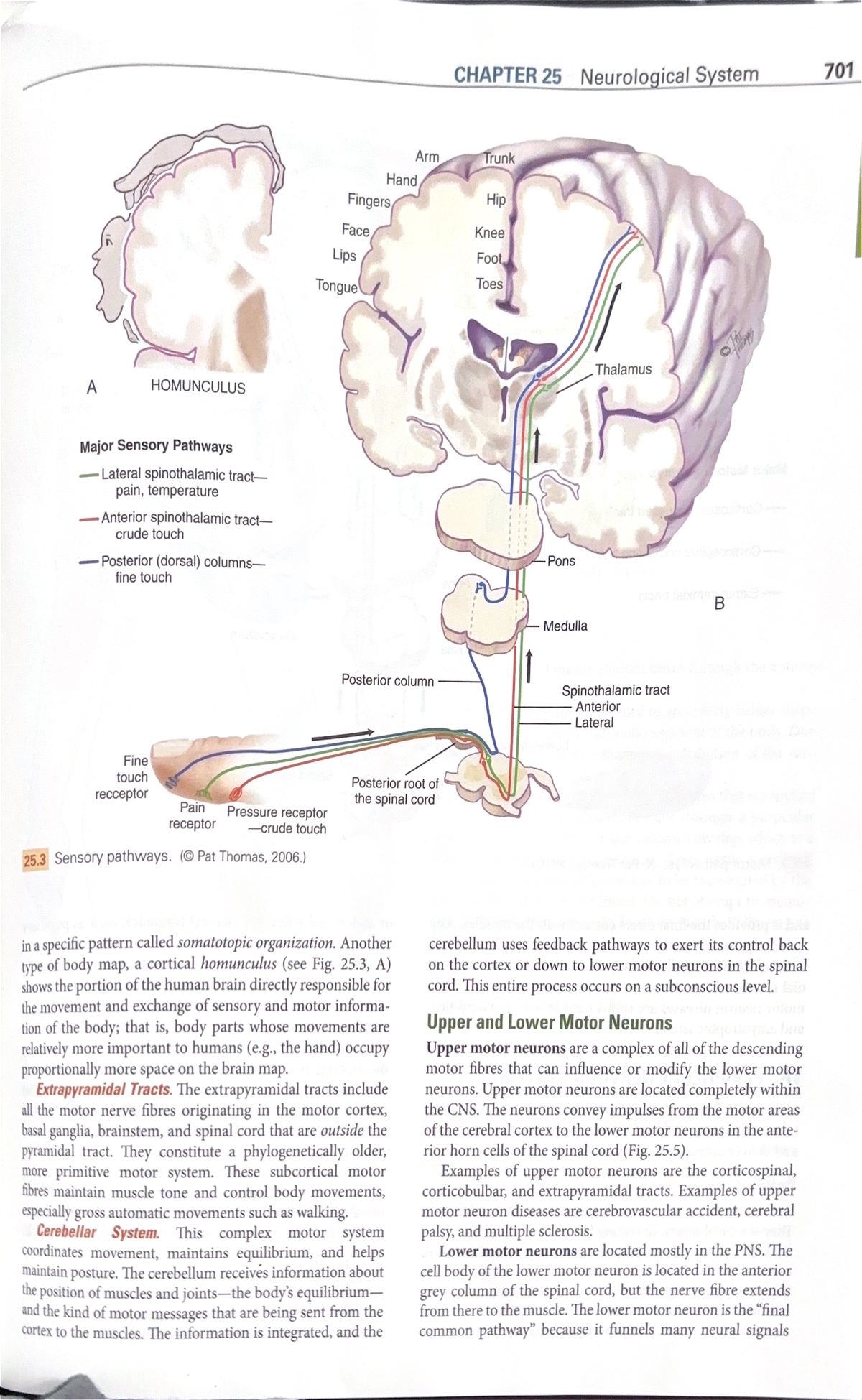 Fffvh - Pic - CHAPTER 25 Neurological System 701 Arm Trunk Hand Fingers ...