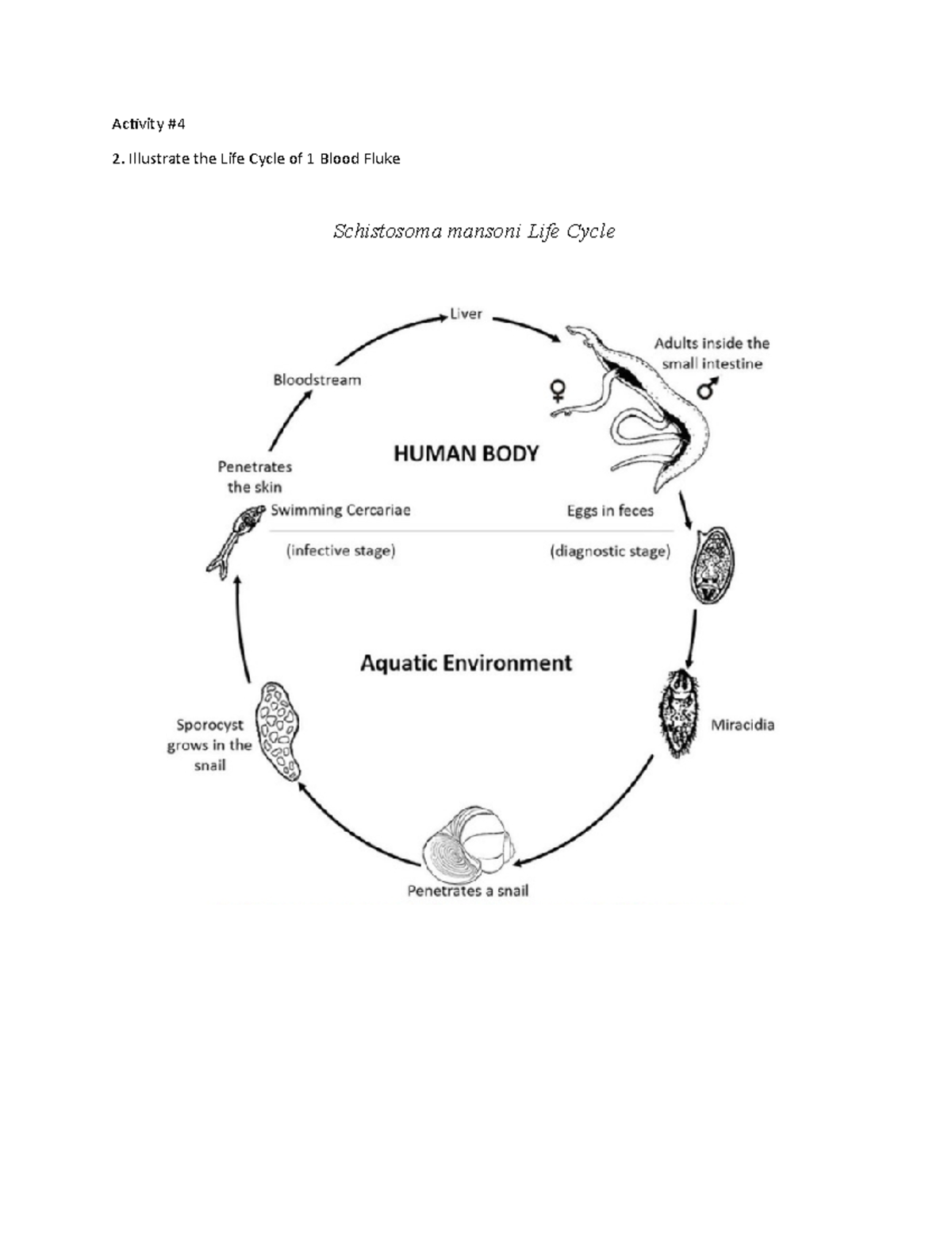 Activity 4 and 5 4321 - Activity # Illustrate the Life Cycle of 1 Blood ...