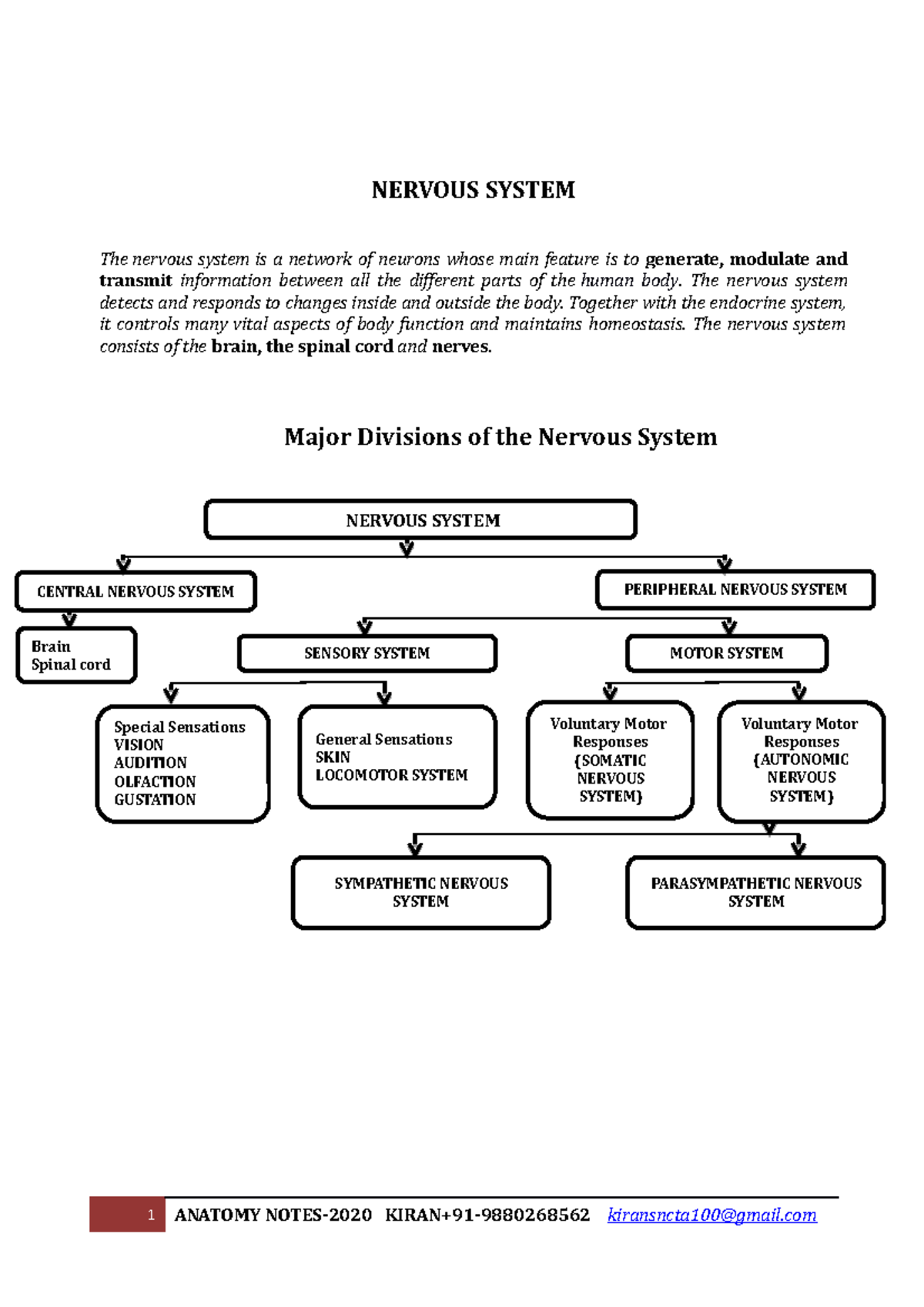 Nerves system - NERVOUS SYSTEM The nervous system is a network of ...