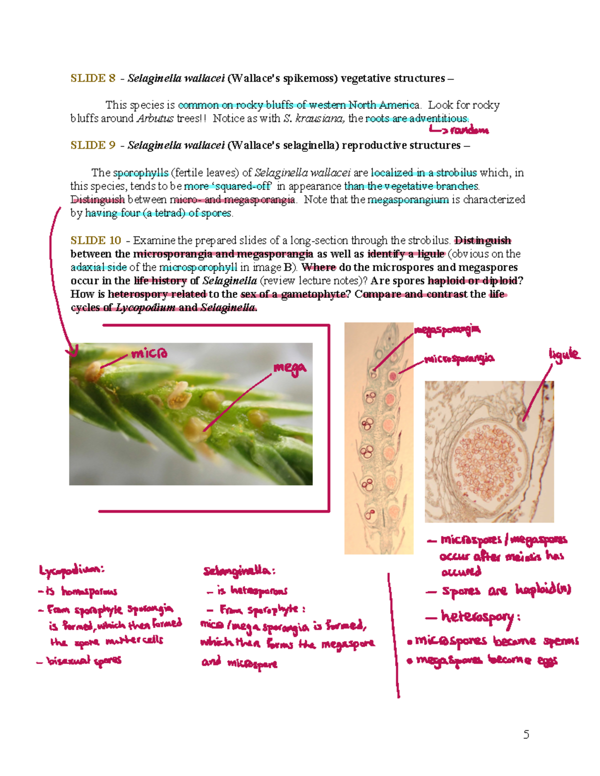 4 - Lab assignment - 5 SLIDE 8 - Selaginella wallacei (Wallace's ...