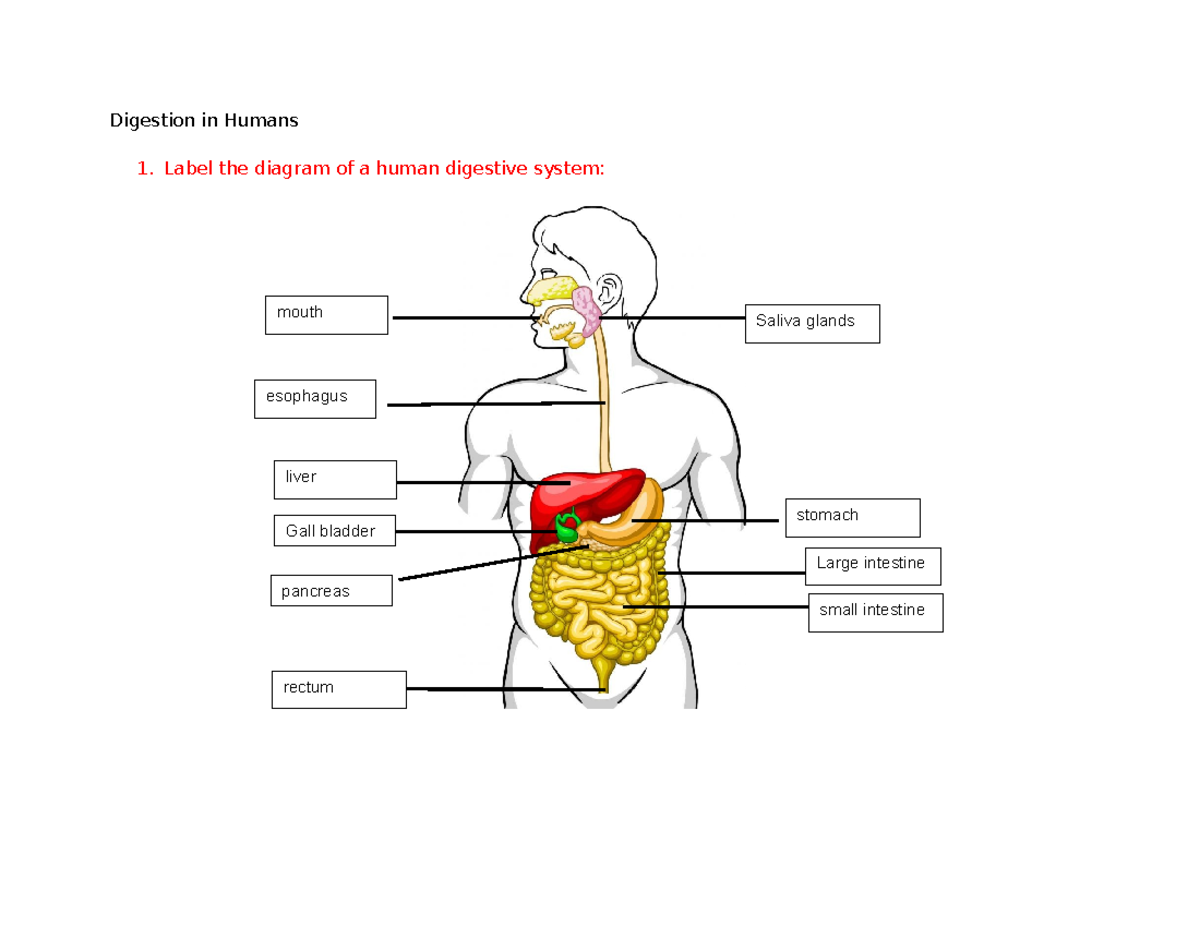 5.1 Digestion in humans - Digestion in Humans 1. Label the diagram of a ...