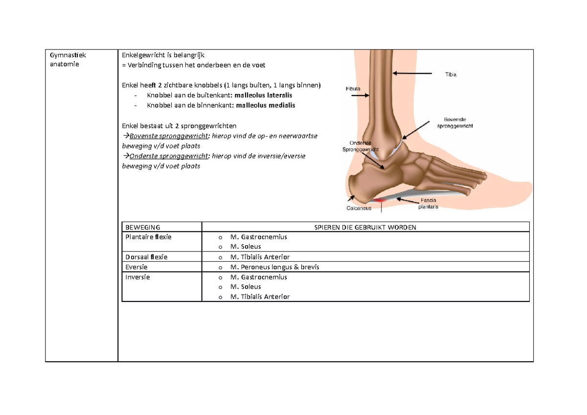 Les 1 - samenvatting krachtig leren - Gymnastiek anatomie Enkelgewricht ...