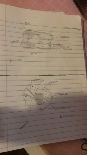 Learning Cell Differences Using a Microscope Post-Lab Assignment ...
