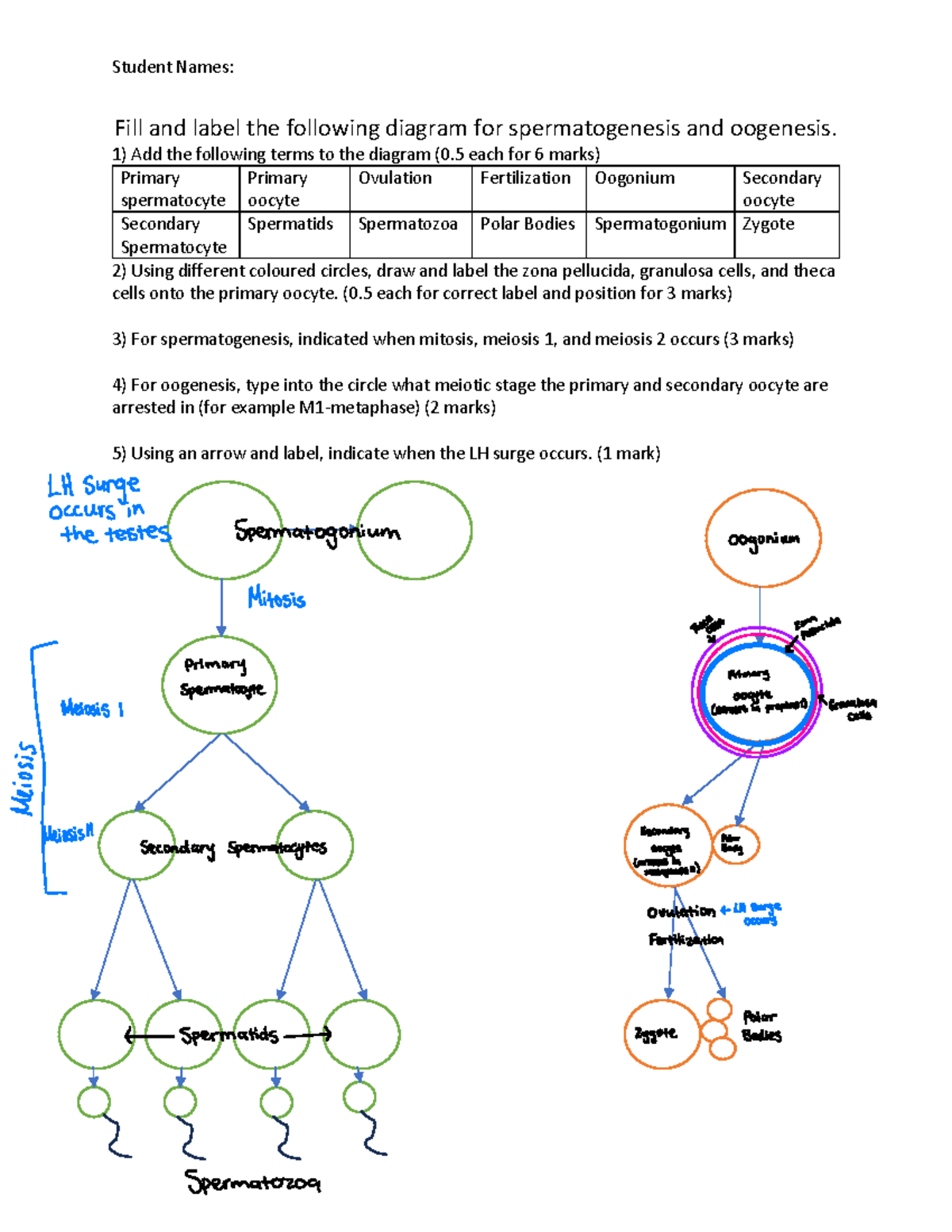 In class assignment - Student Names: Fill and label the following ...