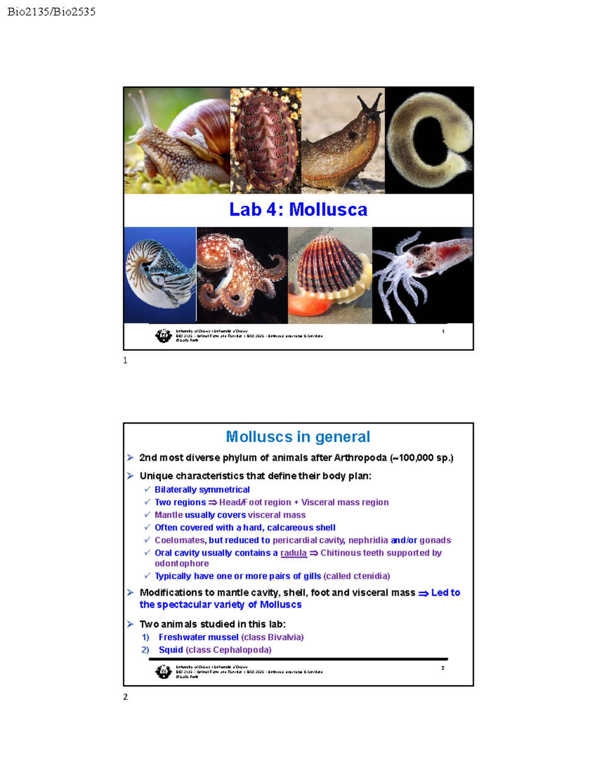 Student-Lab 4 Presentation-Bio2135-2023 - Lab 4: MolluscaLab 4 ...