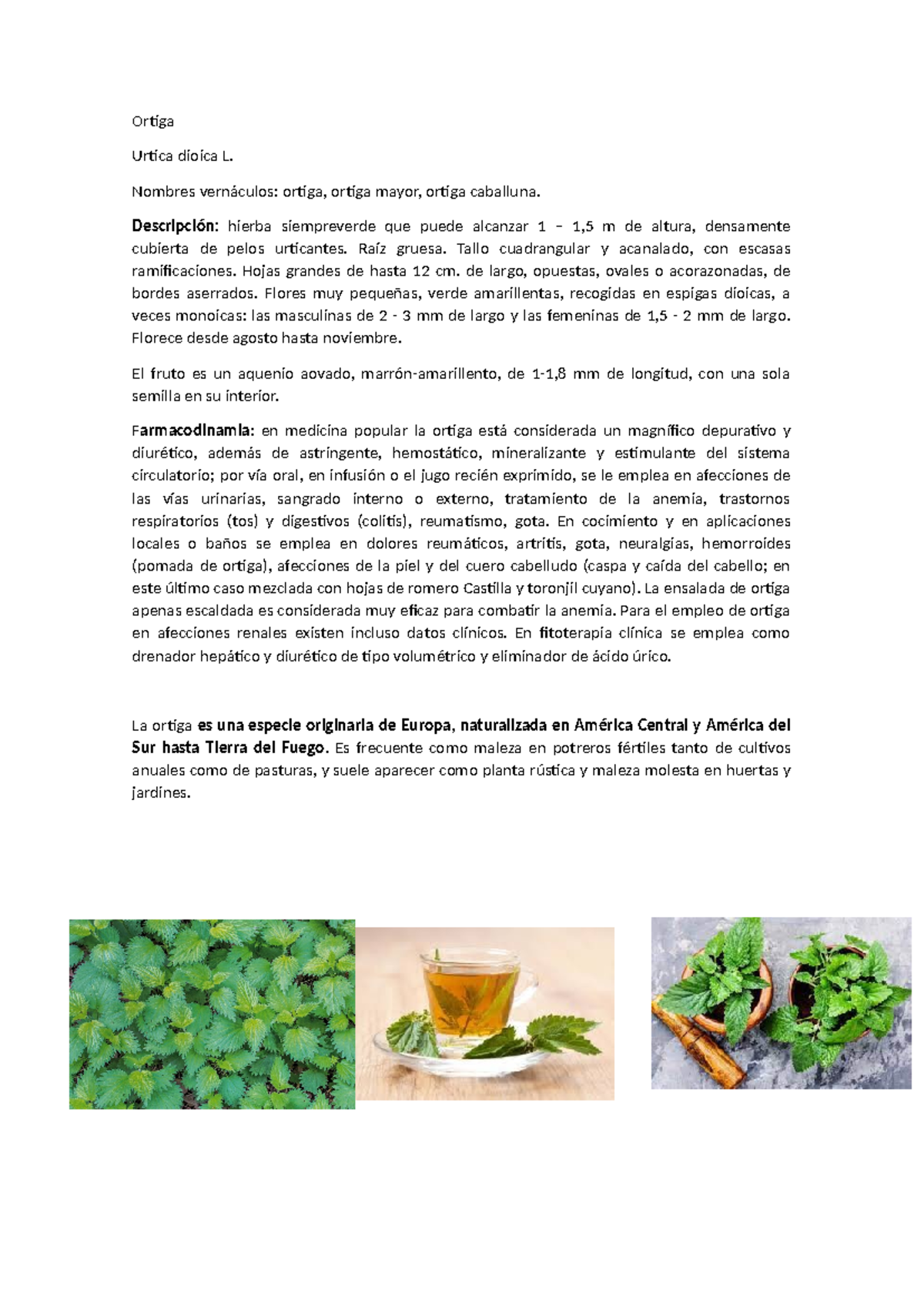 La Ortiga - Ortiga Urtica dioica L. Nombres vernáculos: ortiga, ortiga ...