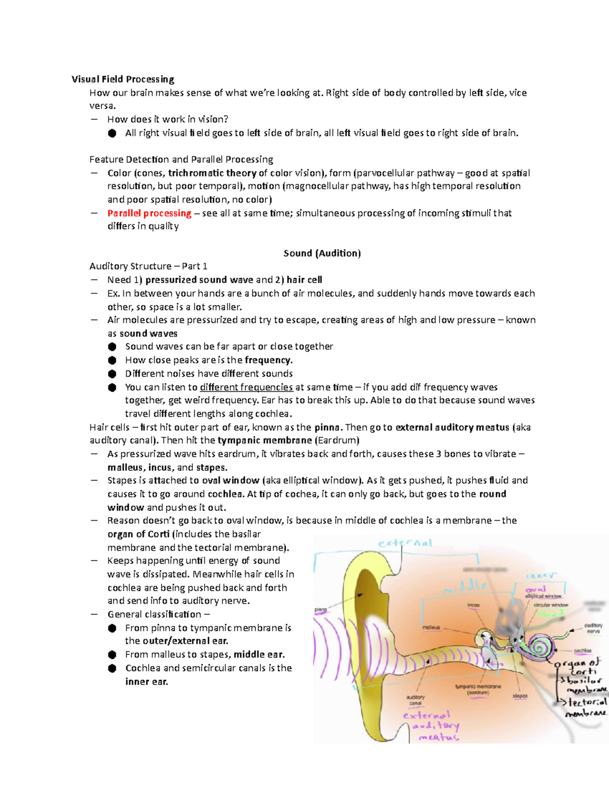 Visual Field Processing and Sound notes - Visual Field Processing How ...
