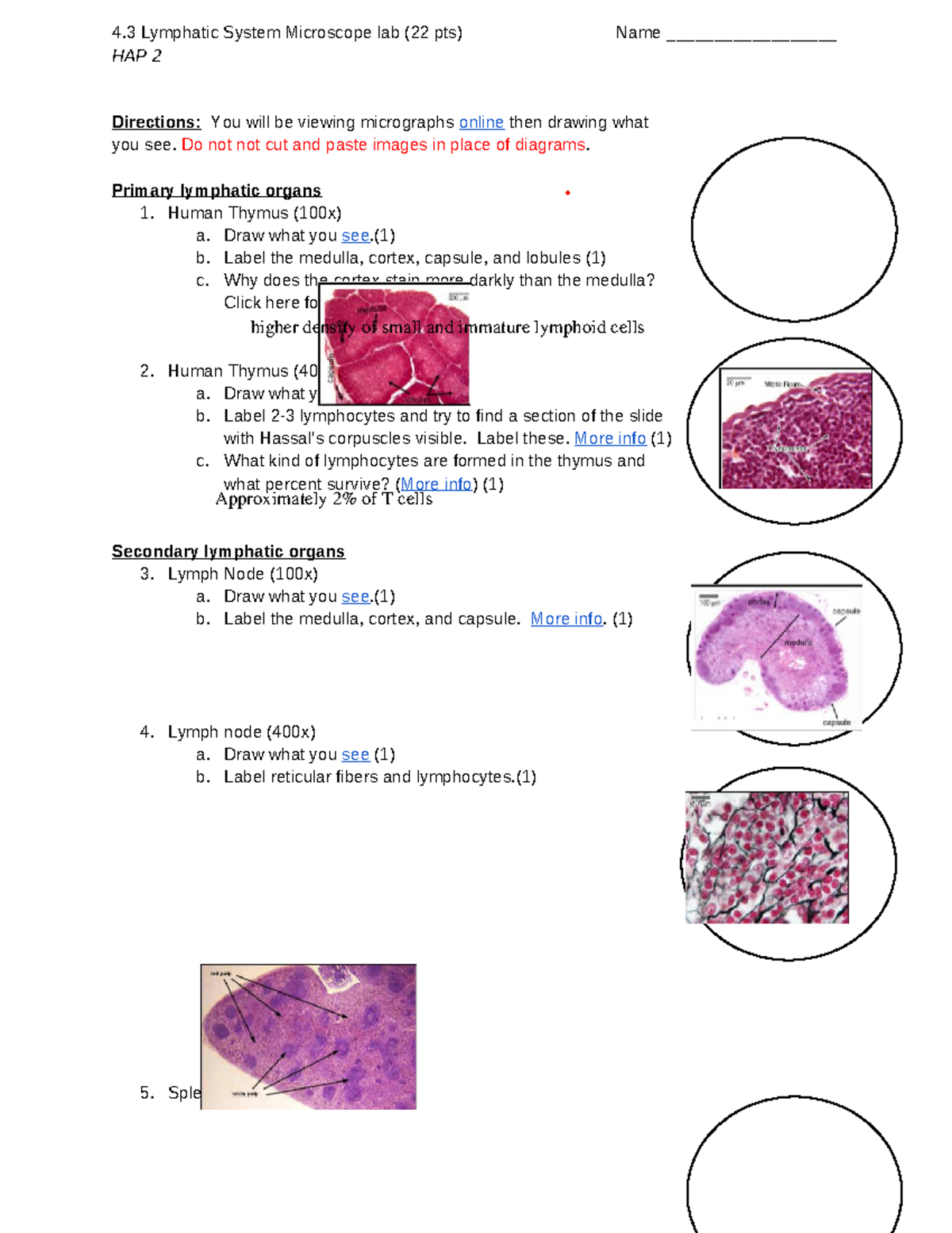 Lymphatic system Microscope lab student handout - 4 Lymphatic System ...