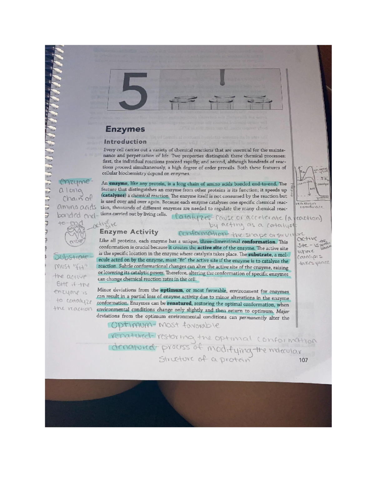 Bio Notes Chapter 5 - BIO 111 - Studocu