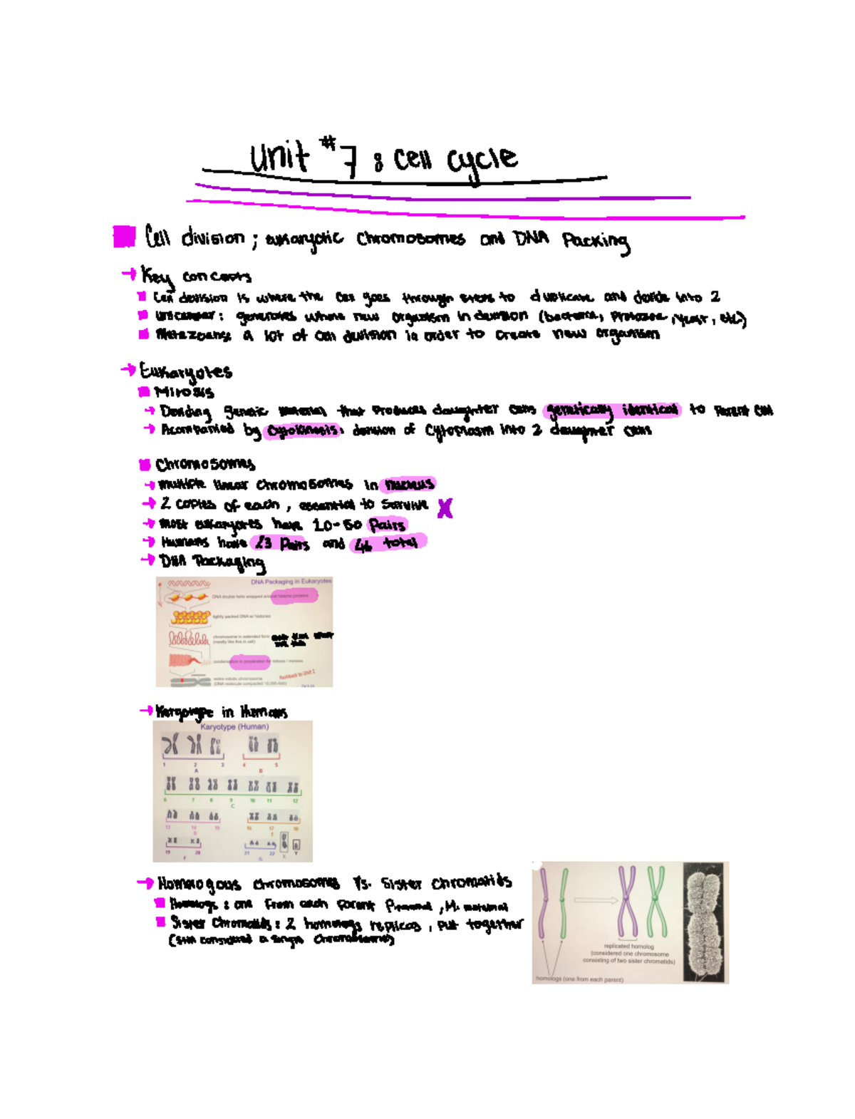 Unit 7 - cell cycle unit #7 Heidi Engelhart - Biol 130 - Studocu