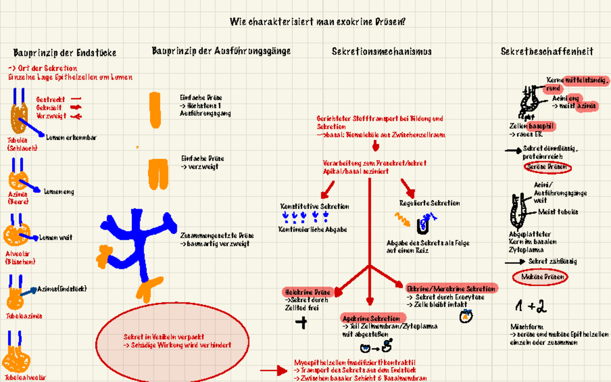 Anatomie - Warning: Error during font loading: XMLHttpRequest is not defined Warning: Error ...
