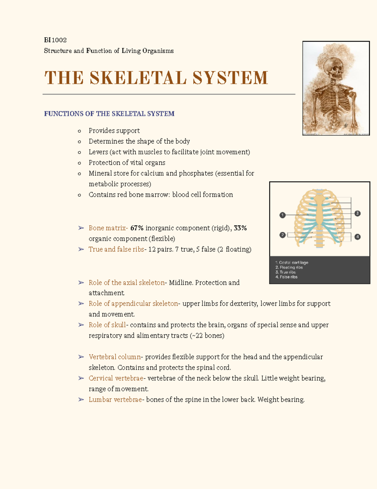 The skeletal system (BI1002) - BI Structure and Function of Living ...
