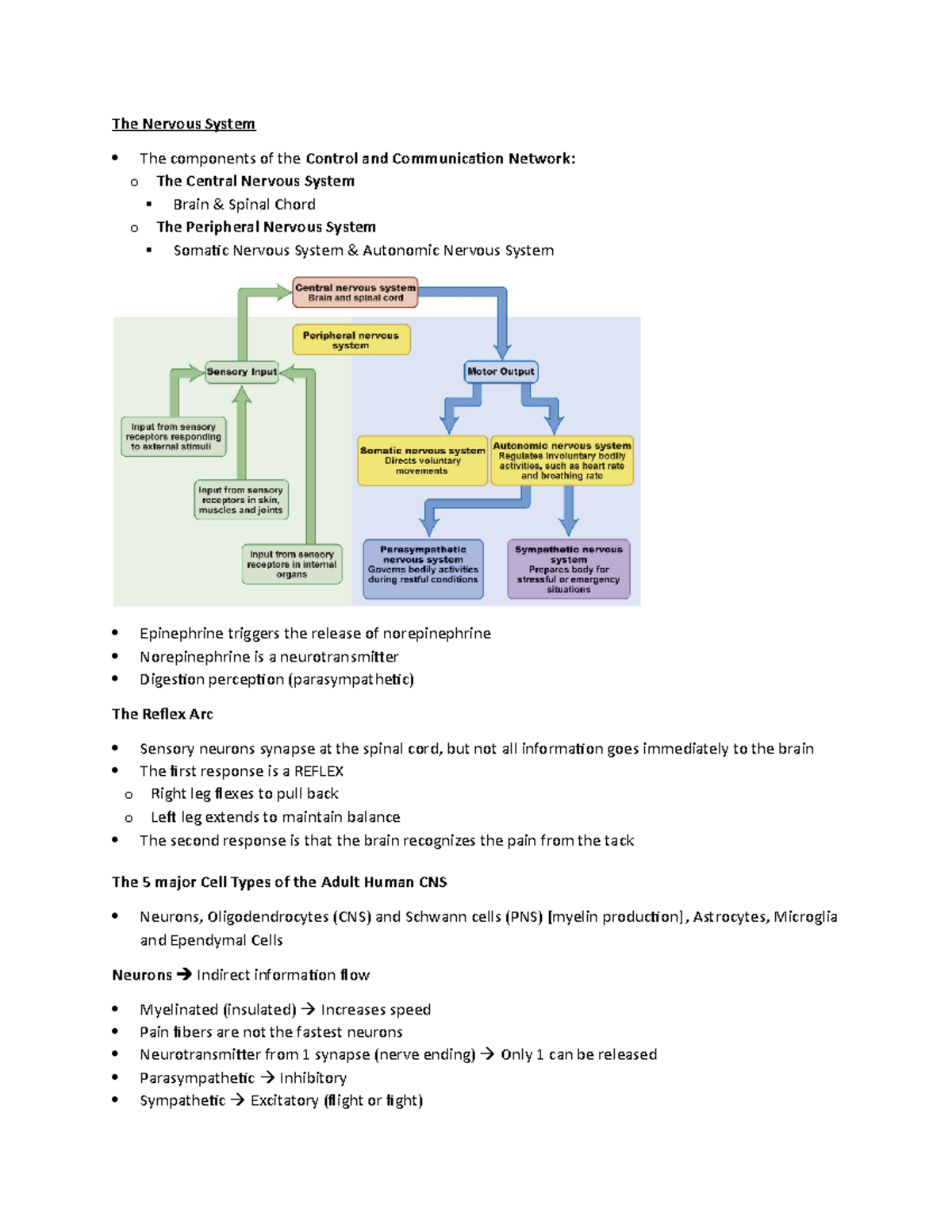 The Nervous System - Summary - lecture 8 - 20 - Exam study notes - The ...