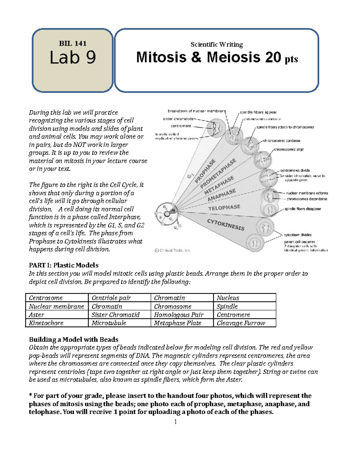 Lab 9- mitosis-meiosis - During this lab we will practice recognizing ...