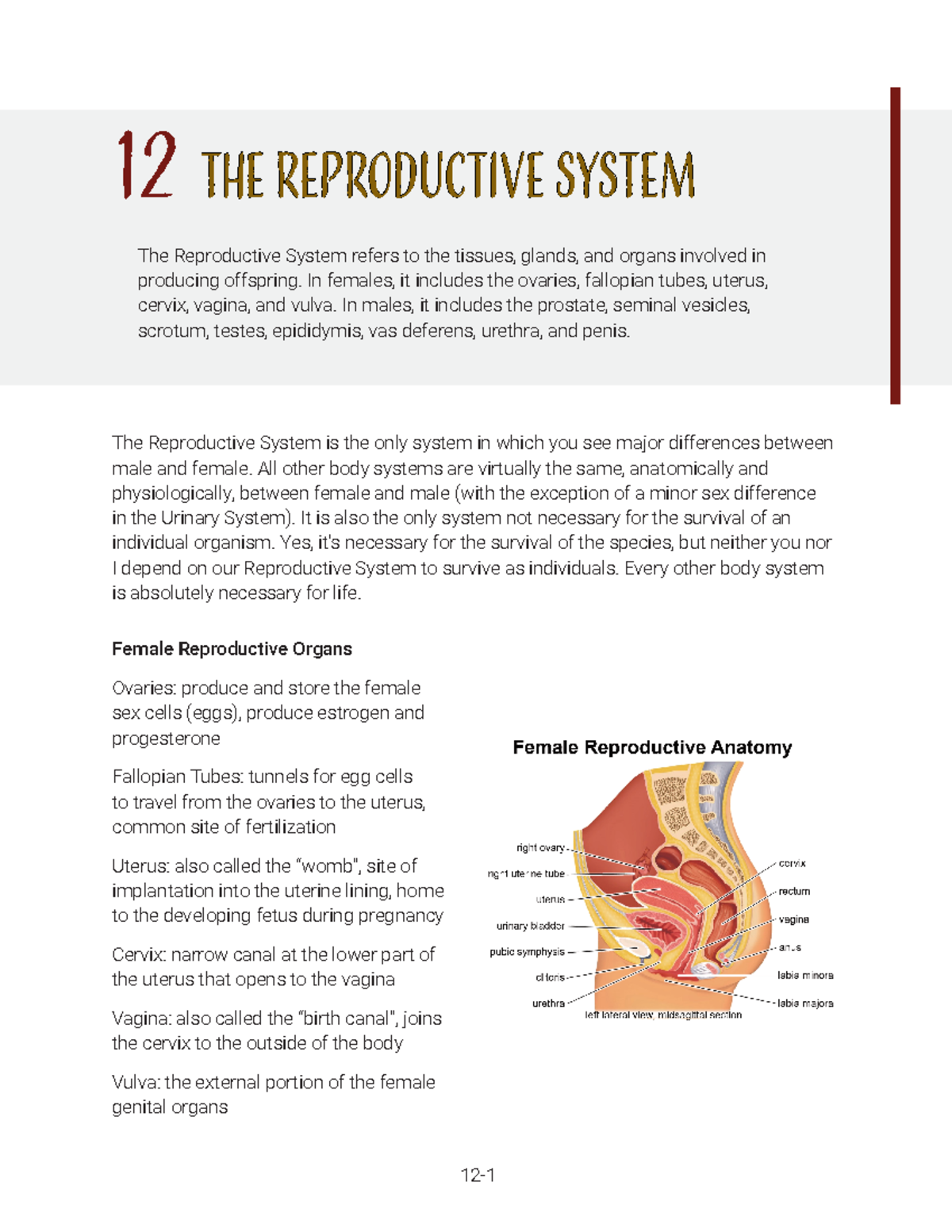 Unit 12 Lecture Notes - 12 TThE Reproductive systemhE Reproductive ...