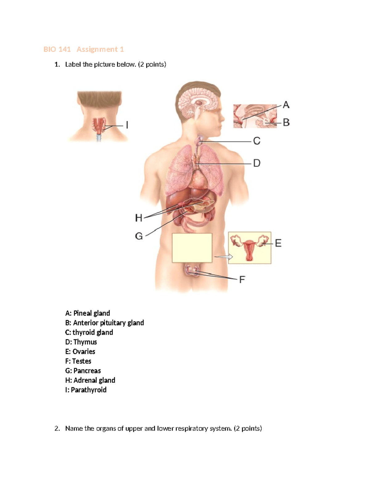 BIO 142 assignment 1 - BIO 141 Assignment 1 1. Label the picture below. (2 points) A: Pineal ...