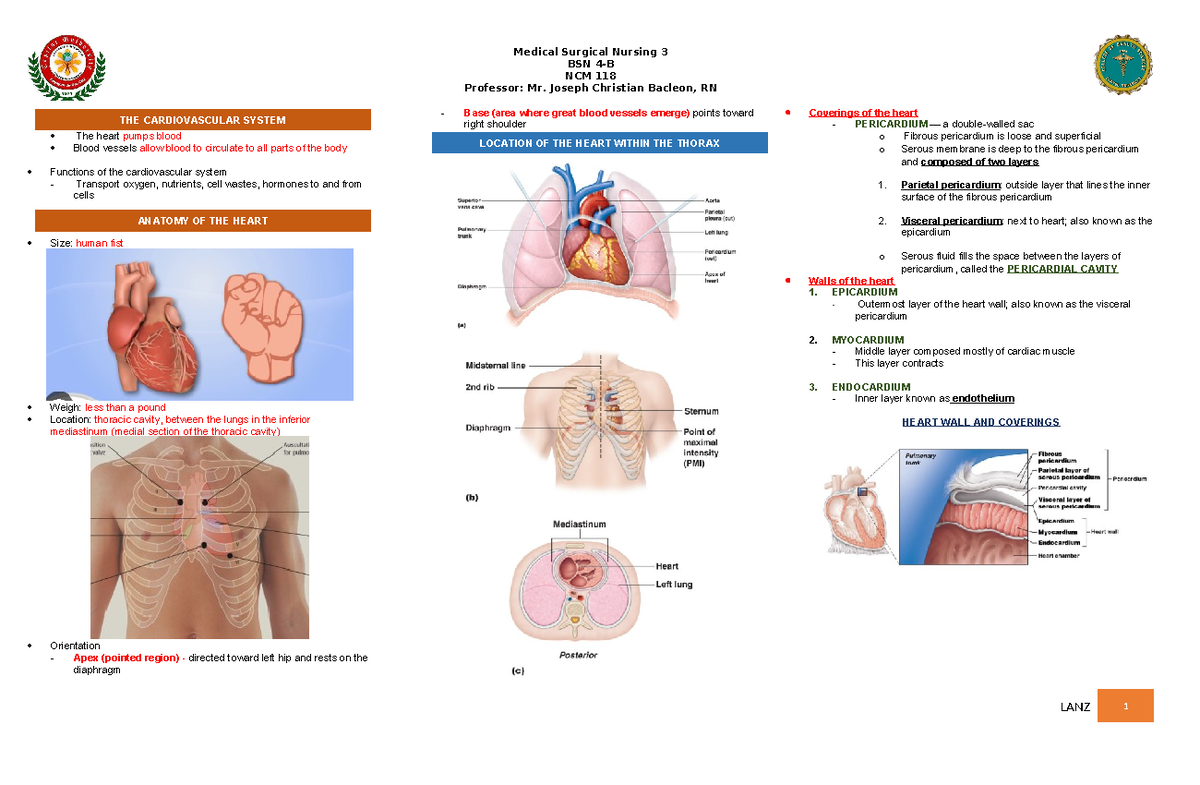 Cardiovascular System - BSN 4-B NCM 118 Professor: Mr. Joseph Christian ...