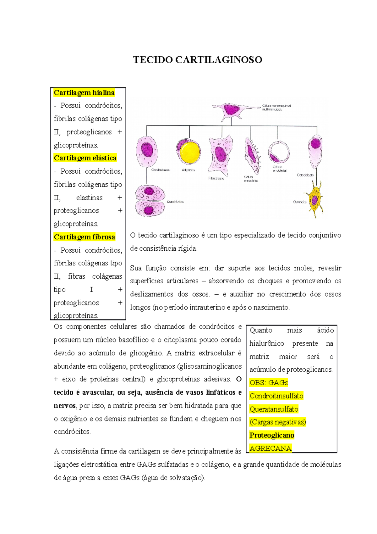 Tecido Cartilaginoso - resumo - TECIDO CARTILAGINOSO Cartilagem hialina ...