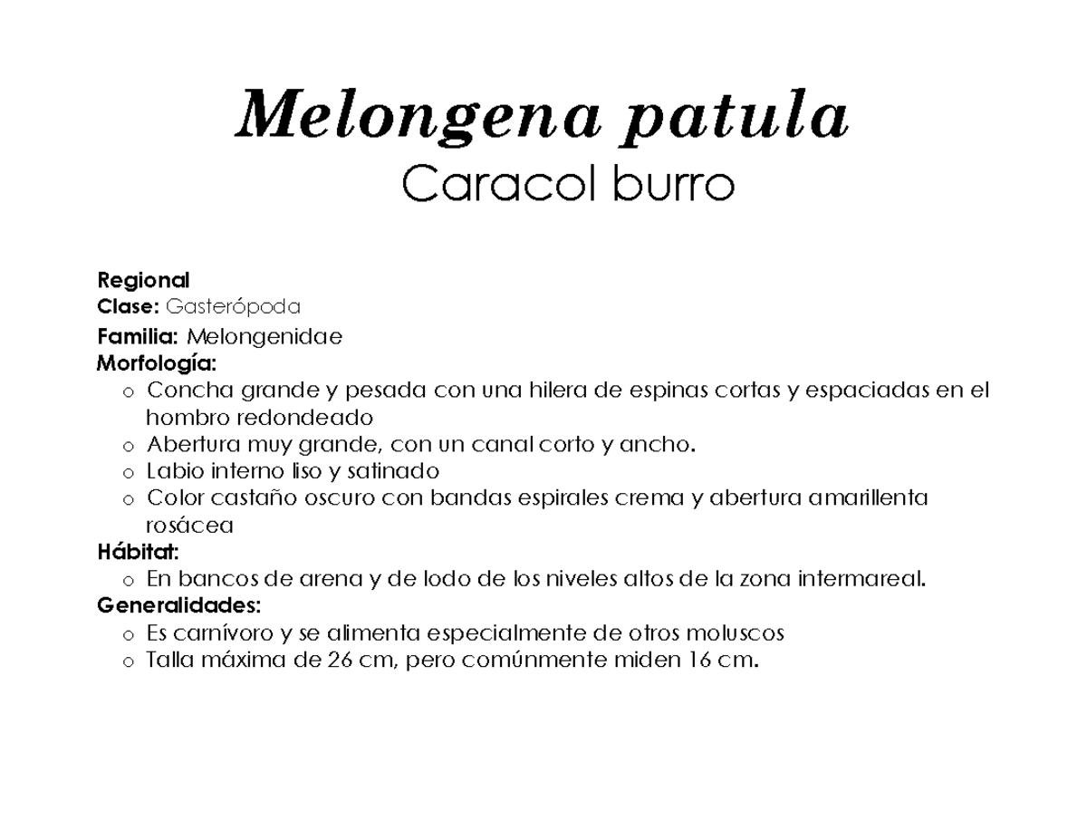 Melogenidae y Nassaridae - Melongena patula Caracol burro Regional ...