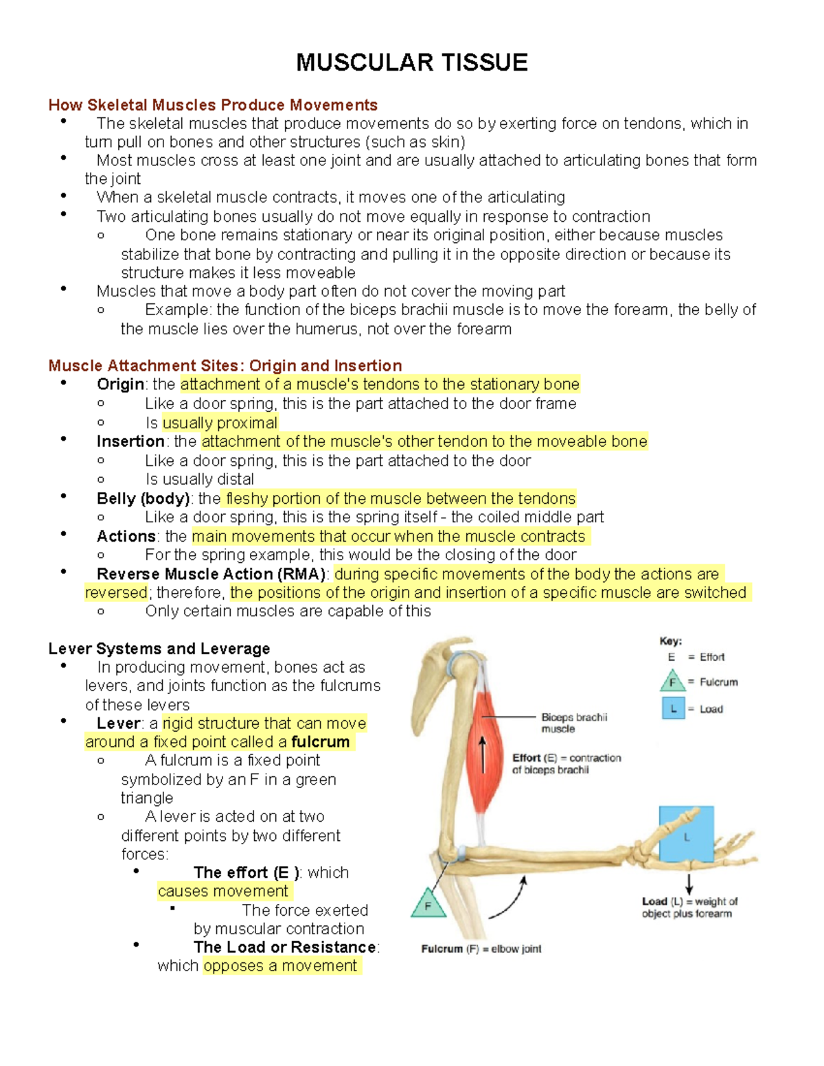 Chapter 11 Notes - MUSCULAR TISSUE How Skeletal Muscles Produce ...