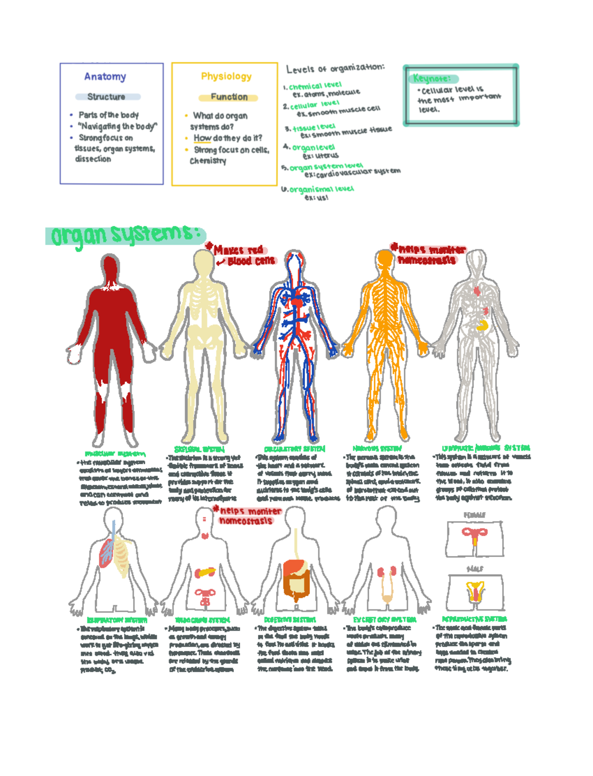 Body Organization notes for A&P lecture - BIOL 105C - Studocu