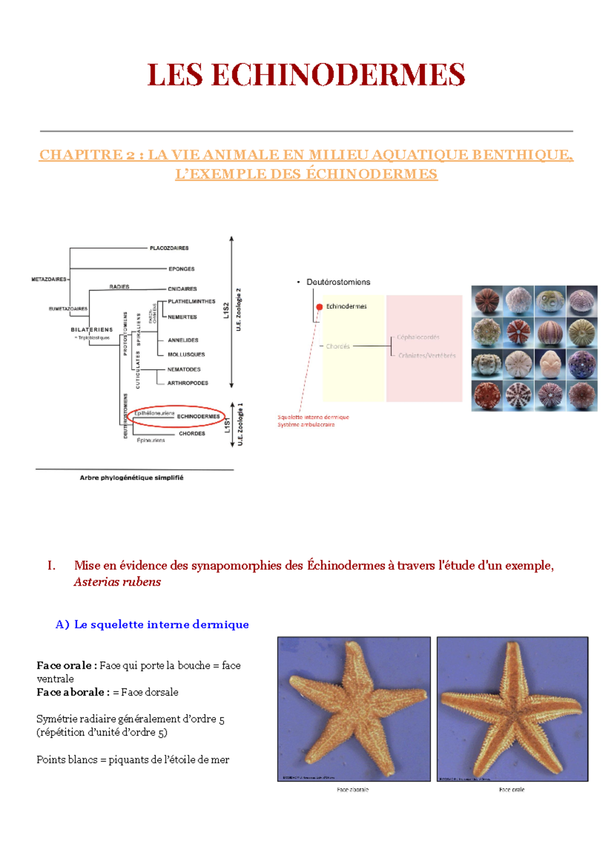 2 Echinodermes métazoaires épithélioneuriens - LES ECHINODERMES CHAPITRE 2 : LA VIE ANIMALE EN ...
